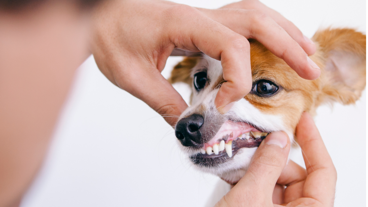 Dental Care for Pets: Unveiling the Importance of Canine and Feline Or ...