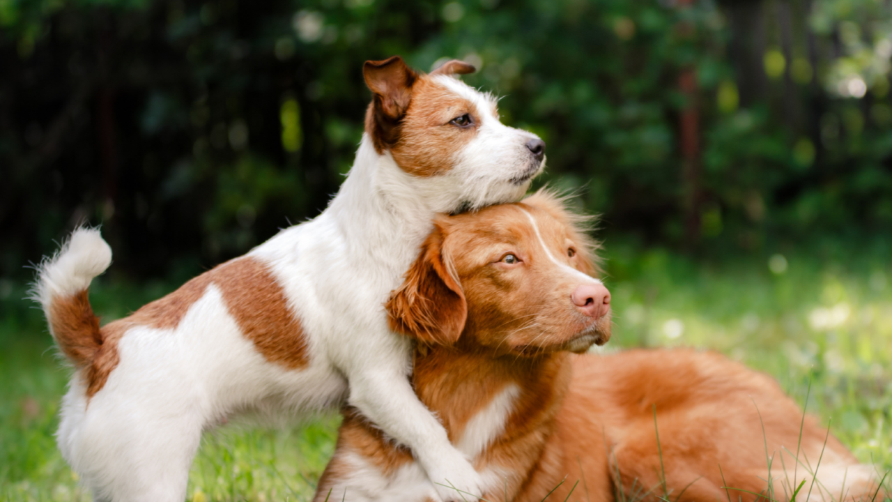 Paws and Play: The Importance of Exercise for Canines – Aniwell
