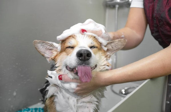 8 Essential Dog Hygiene Tips for a Healthy and Happy Dog – Aniwell