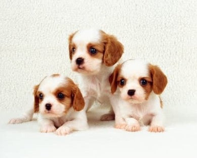 A Guide to Raising a Happy, Well-Behaved Puppy – Aniwell